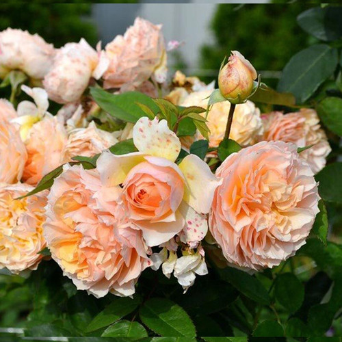 Froufroutante Jackie | Rose Paradise