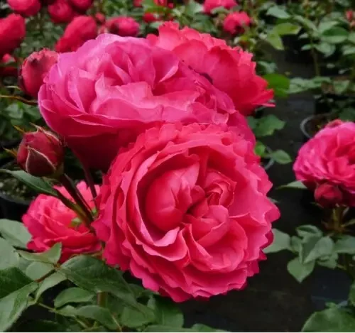 King George I | Rose Paradise