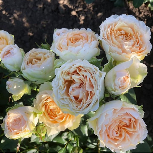 Gravity | Rose Paradise