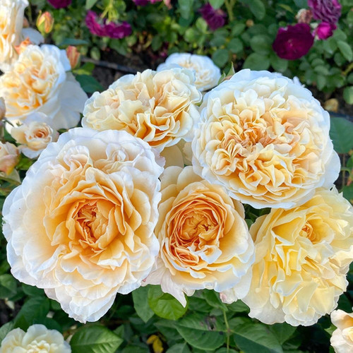 Miss Fine | Rose Paradise