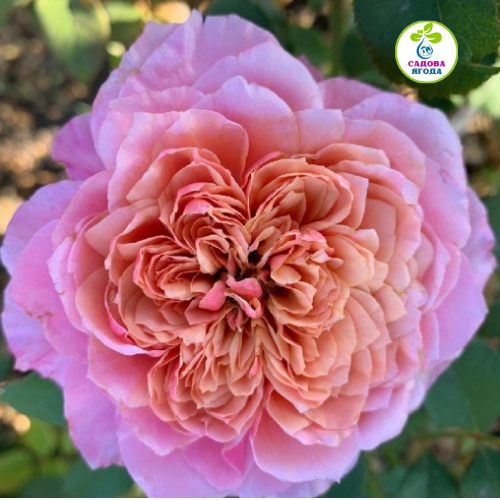 Miyabi | Rose Paradise