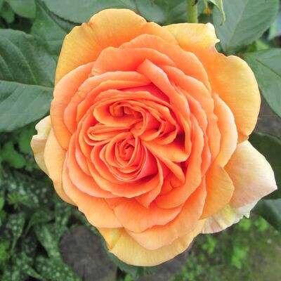 Princess Aiko | Rose Paradise