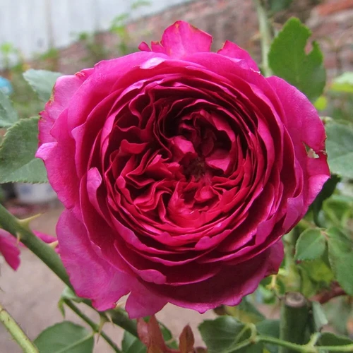 Autumn Rouge | Rose Paradise