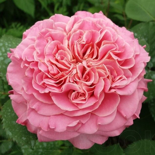 Ashley | Rose Paradise