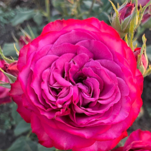 Princess Tamako | Rose Paradise