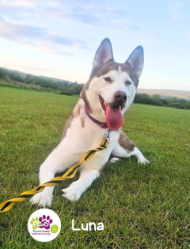 Dogs for Adoption | Paws