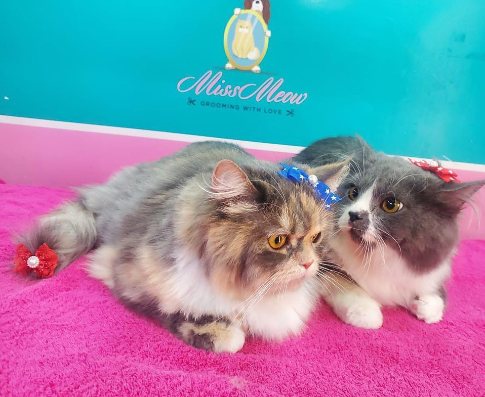 Miss Meow