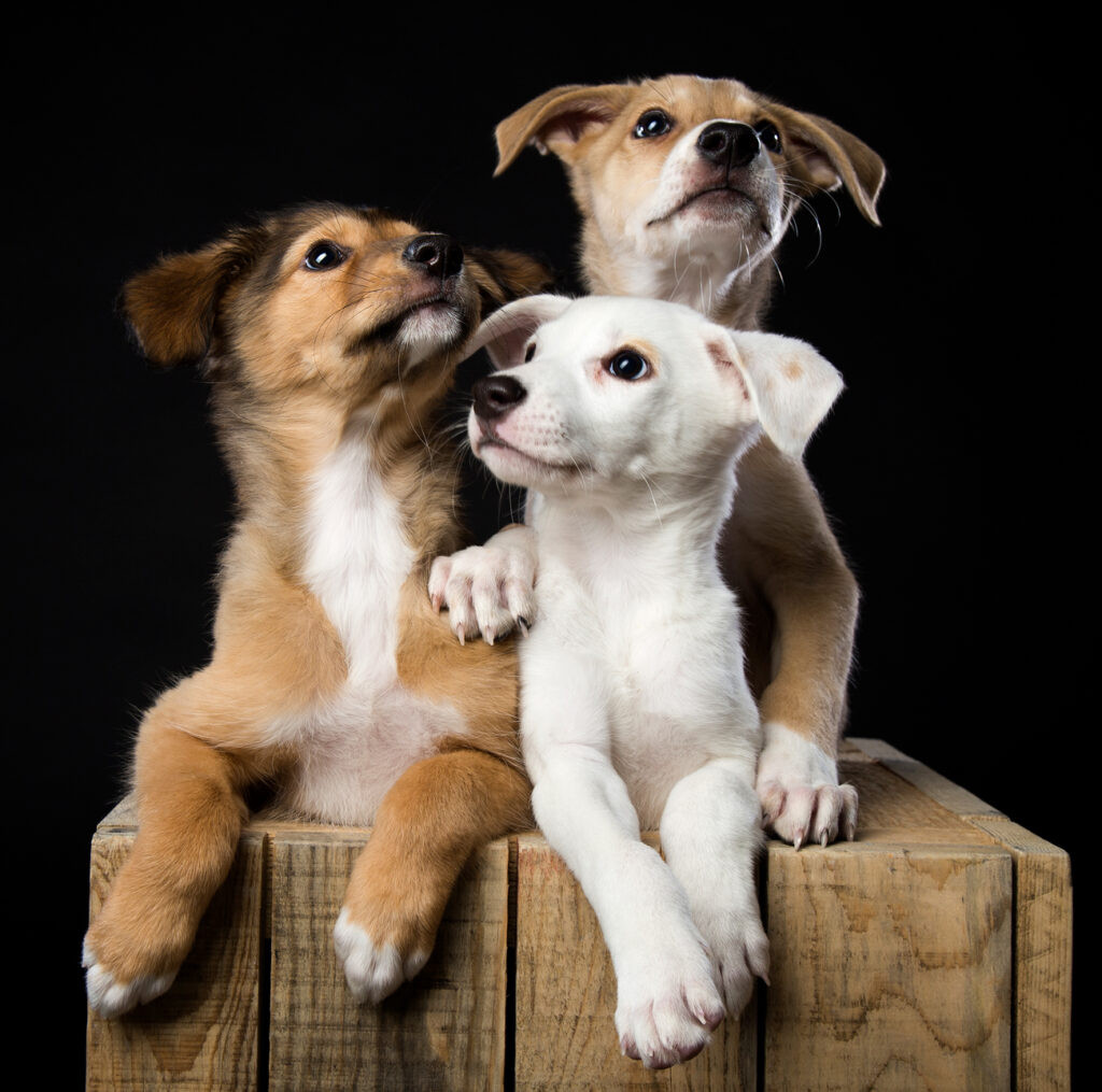 Stu Williamson Photography