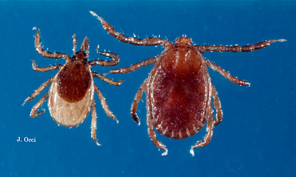 Longhorn tick now established in the U.S.