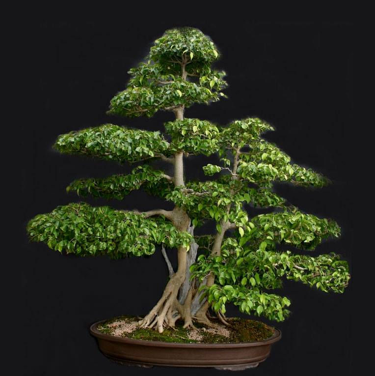 Gallery | The Bonsai Man