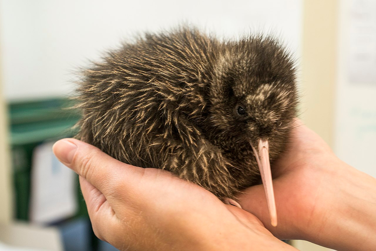Rowi Kiwi | Envirohub