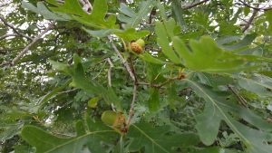 How to Identify an Oak Tree