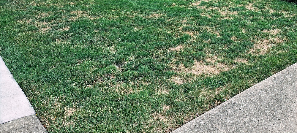 Let's Rebuild Your Lawn Density!