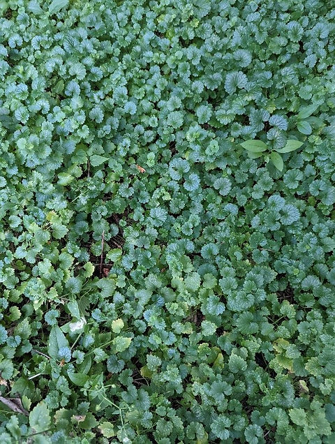 creeping stems examples