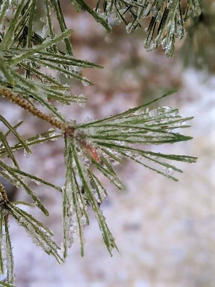 Lisa Olson, Master Gardener | DCMGV