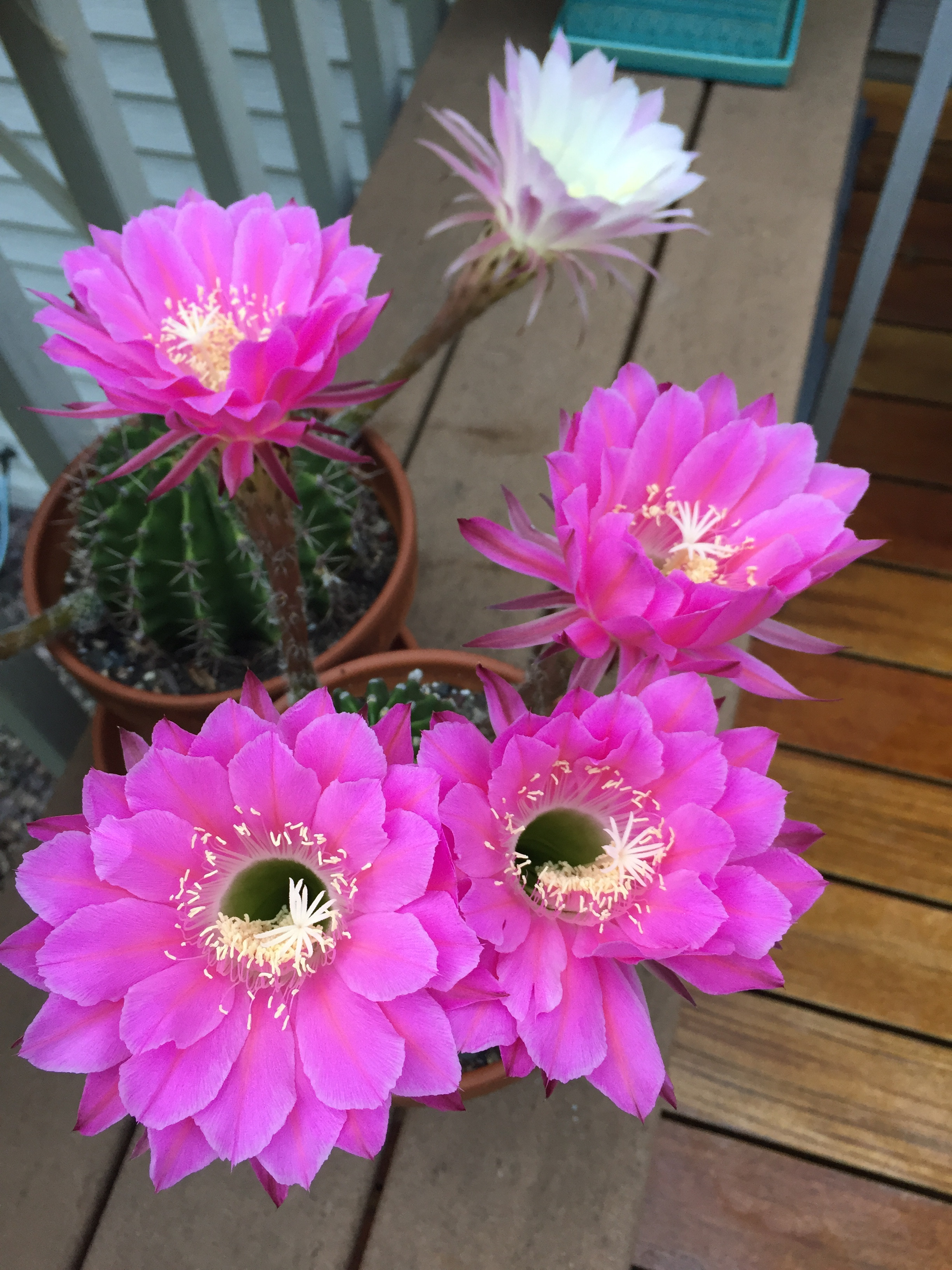 The Short-lived Beauty of Blooming Cactus | DCMGV