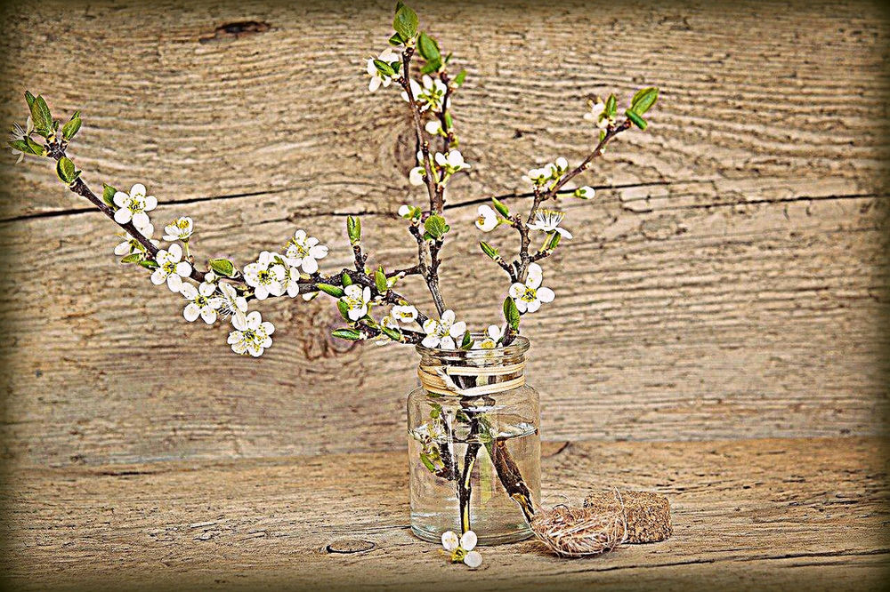 Brauchtum Barbarazweig