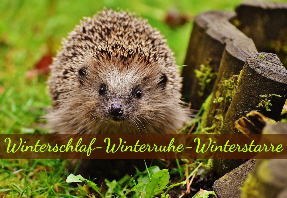 Winterschlaf - Winterstarre