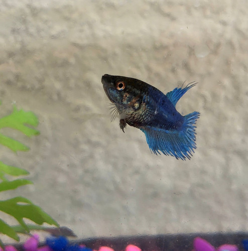 Female Crowntail Betta | My Site