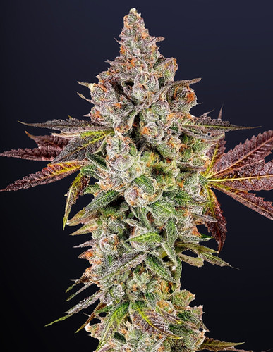 First Class Funk | Canada Clones Online