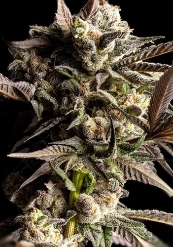 Thin Mintz x Jealousy-Seed Junky Genetics | Canada Clones Online