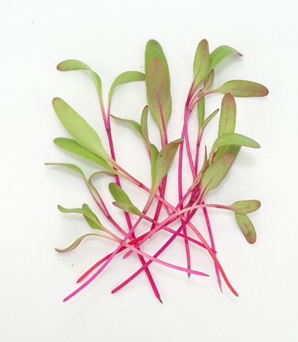 Micro Beet - Bull's Blood | Sweet Dew Farm