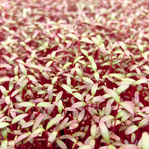 Red Amaranth Microgreens | Sweet Dew Farm