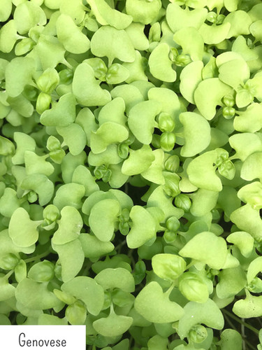 Micro-Basil | Sweet Dew Farm