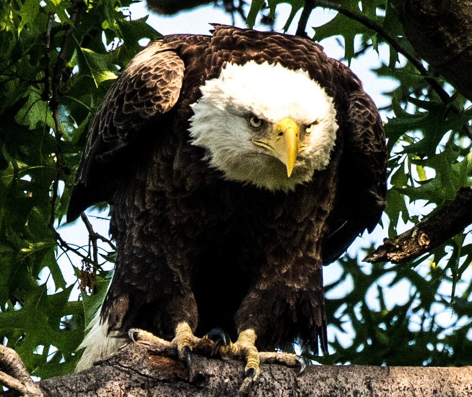 Rusty Engle Photo --birds, blogs & beauty