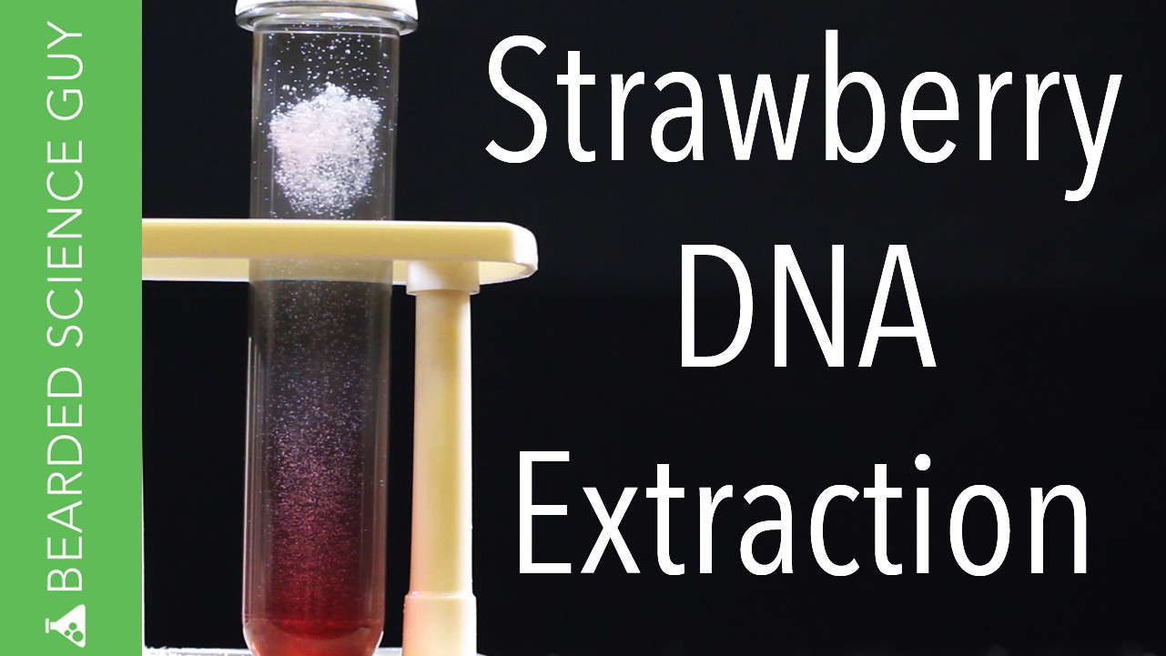 How to Do Strawberry DNA Extraction - Science Experiment