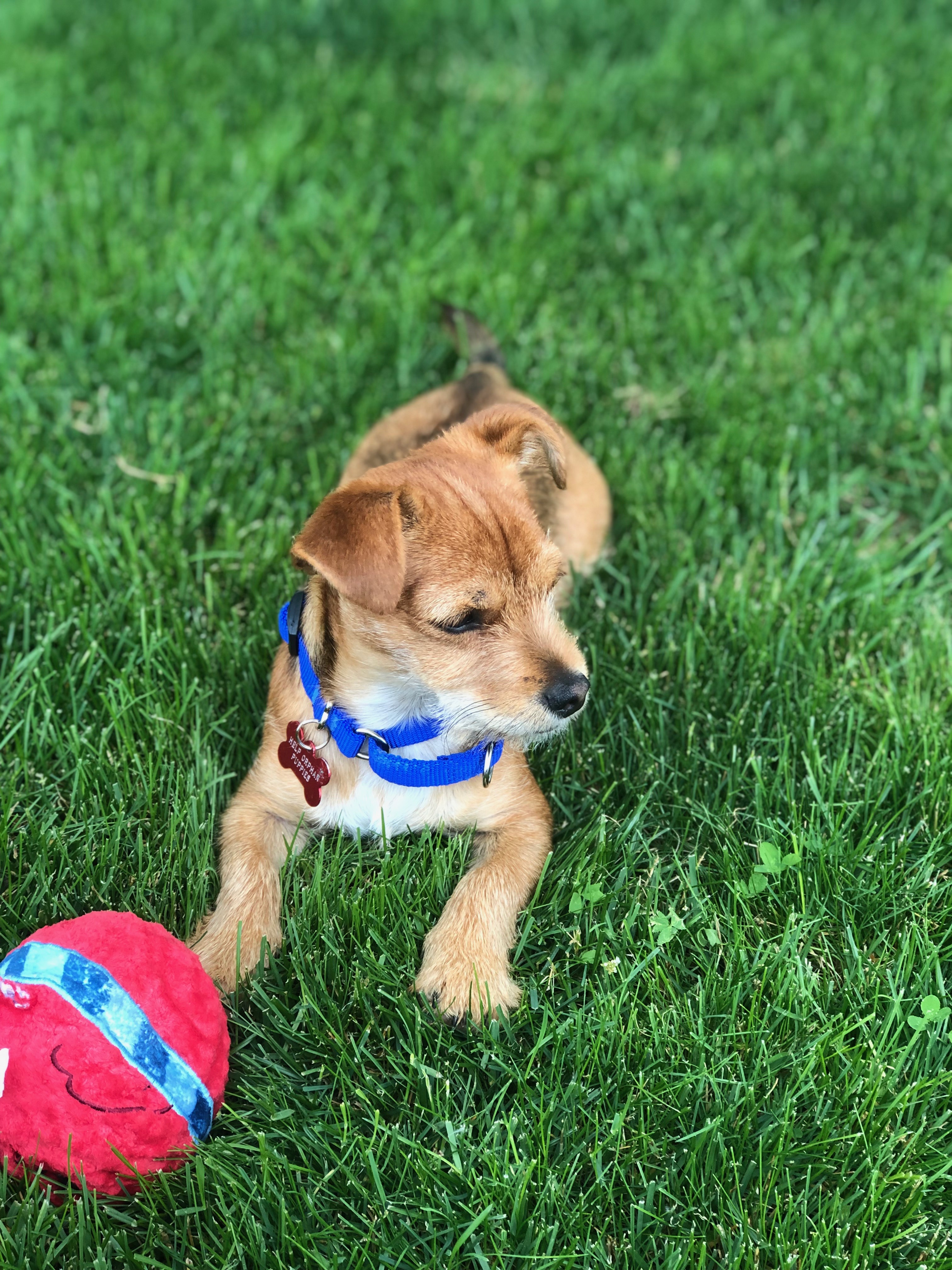 HOME | Help Orphan Puppies