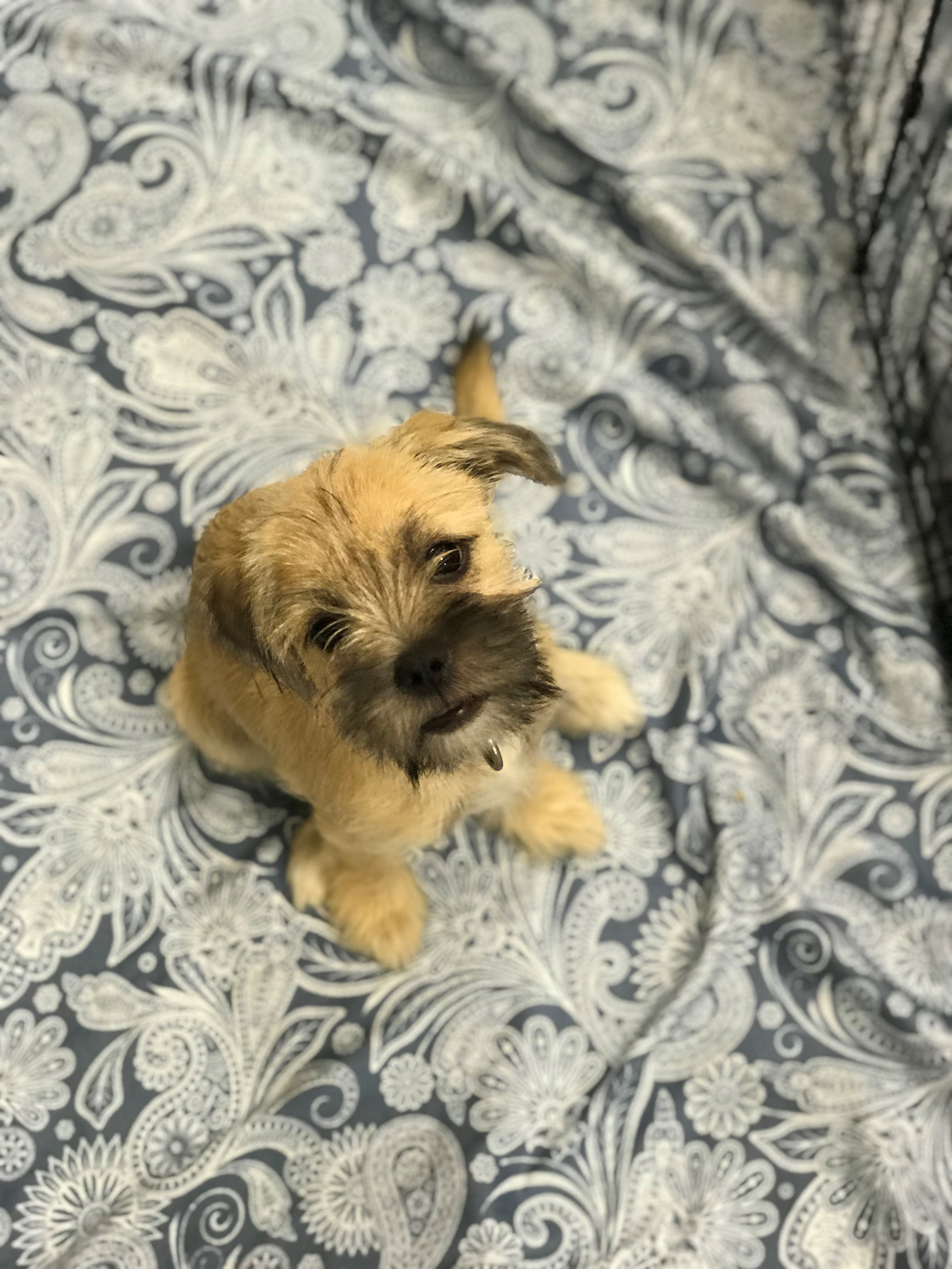 HOME | Help Orphan Puppies