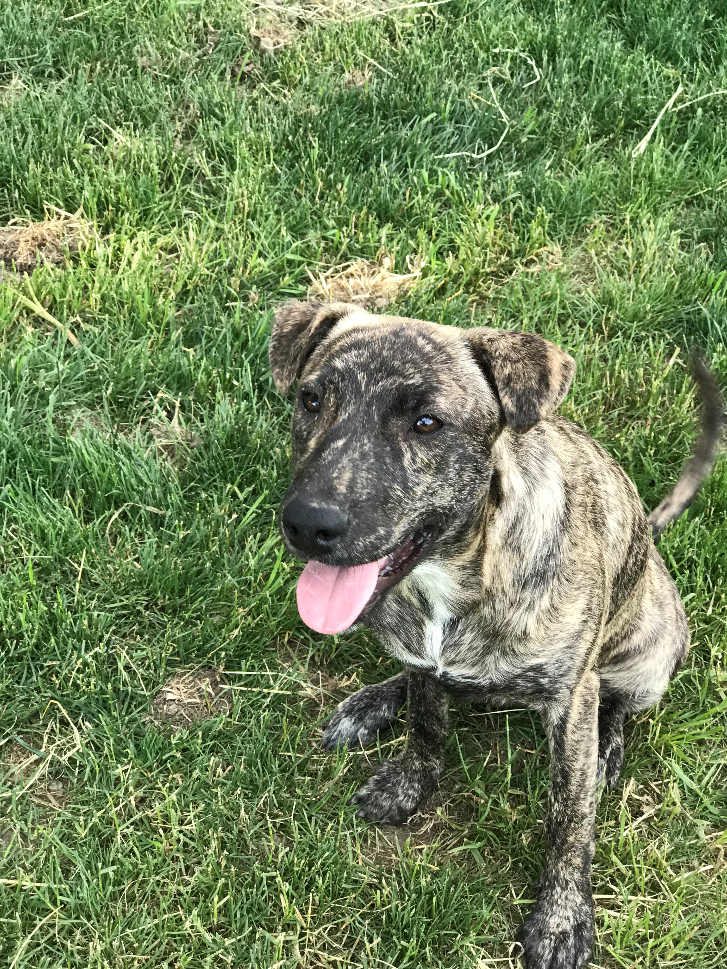 HOME | Help Orphan Puppies