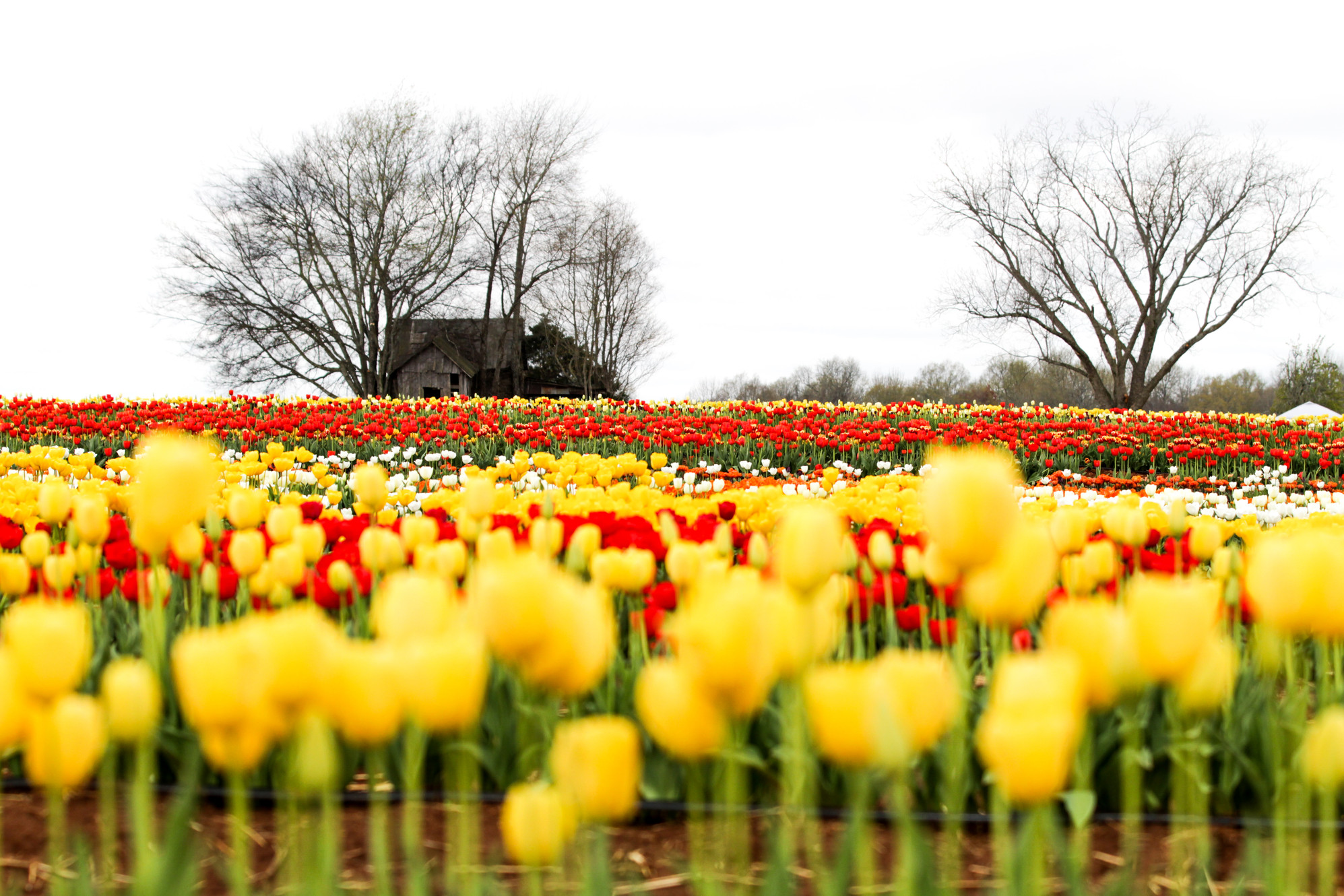 About | Hubert Family Farms | New Market