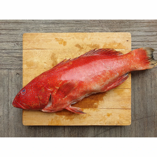FRESH CORAL TROUT WHOLE/FILLET | Mysite