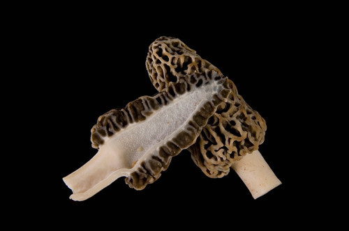 Risotto aux Mini Morilles | Esprit Sous-Bois