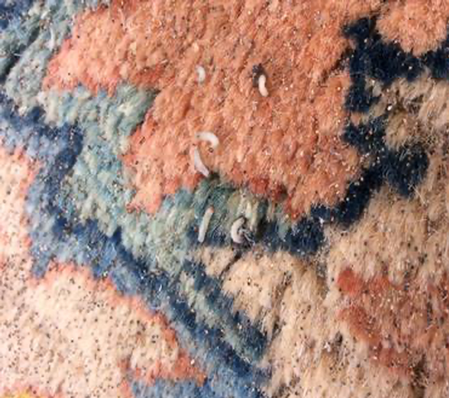 New Dimension - Boston Rug Cleaning Company Cares For Moth Infested ...