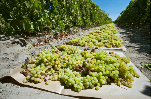 Raisin Paper Wet Strength 27" X 33" | Calpacsupply