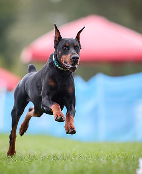 dobermanas mazas