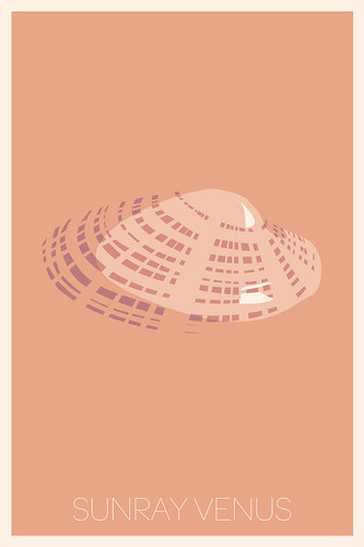 Sunray Venus shell | stevethomasart