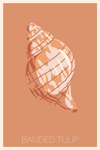 Banded Tulip shell | stevethomasart