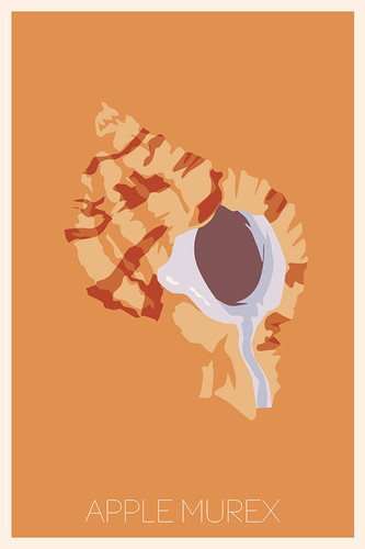 Apple Murex shell | stevethomasart