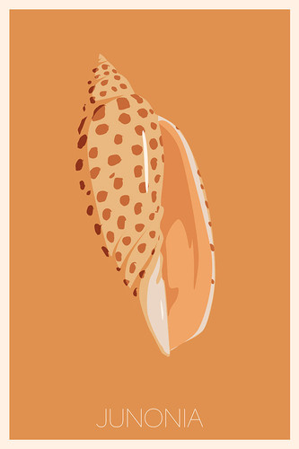Junonia shell | stevethomasart