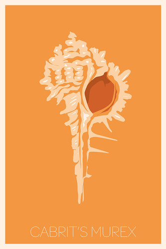 Cabrit’s Murex shell | stevethomasart