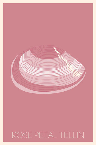 Rose Petal Tellin shell | stevethomasart