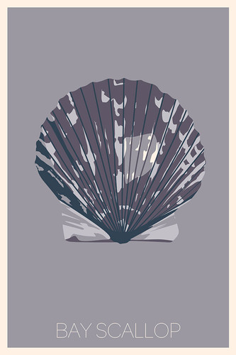 Bay Scallop shell | stevethomasart