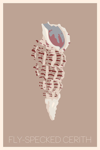 Fly-specked Cerith shell | stevethomasart