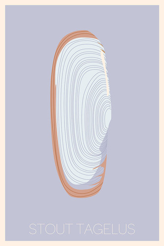Stout Tagelus shell | stevethomasart