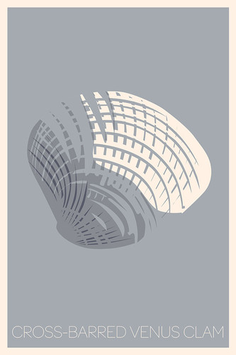 Cross-barred Venus Clam shell | stevethomasart
