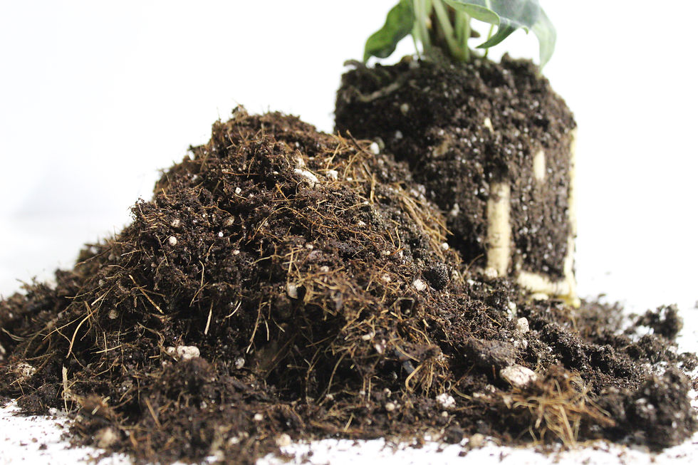 Maya Growing Mediums | premium potting mix